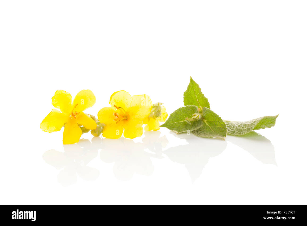 Verbascum, common mullein flower isolated on white background ...