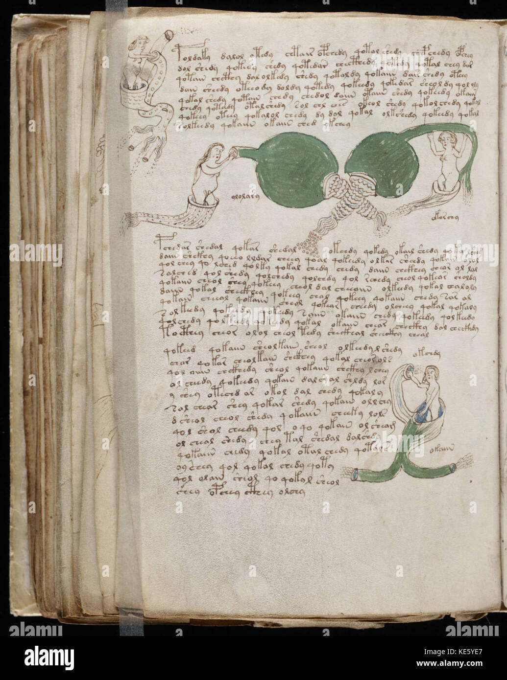 The Voynich Manuscript, a mysterious and undeciphered book, features an ...