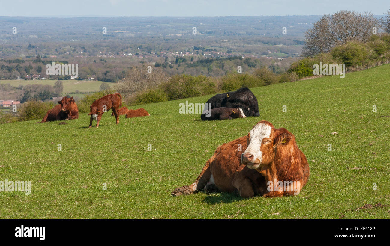 Cows grazing in South Downs National Park, Sussex, England on a lazy ...