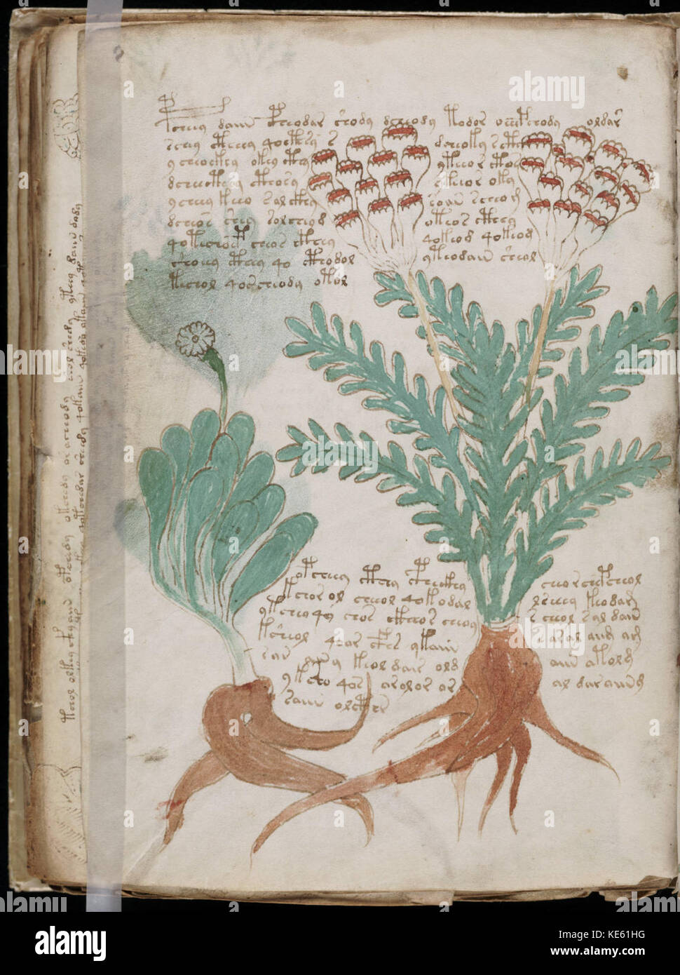 Voynich code hi-res stock photography and images - Alamy