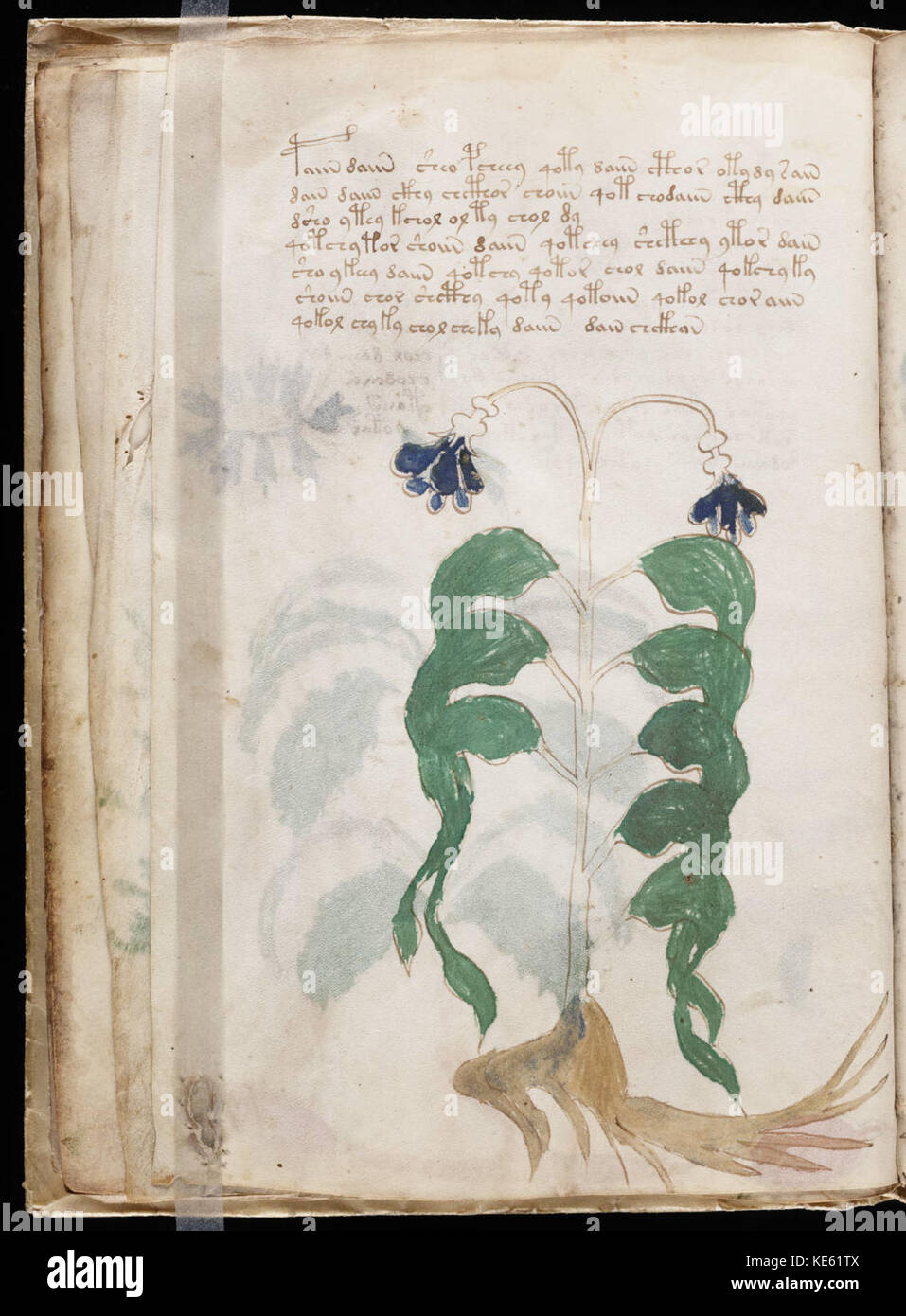 The Voynich Manuscript is a mysterious, undeciphered manuscript from ...