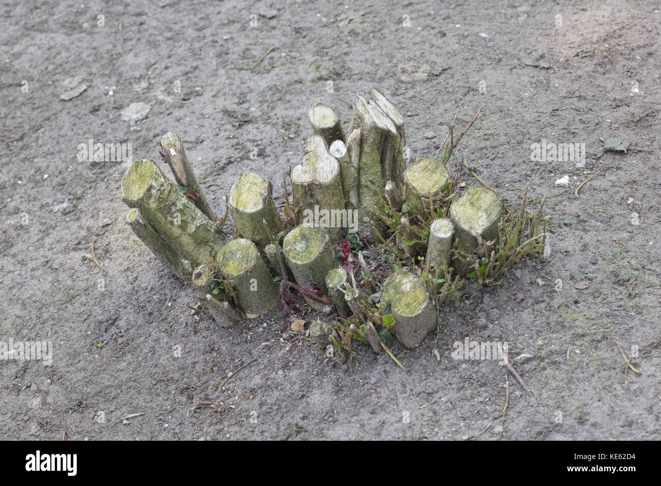 Tree stump in the sand - Will it survive Stock Photo - Alamy
