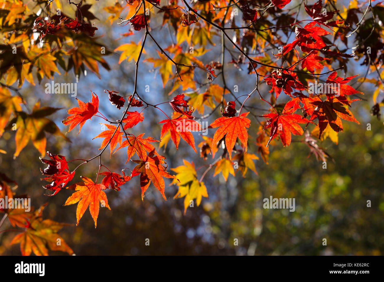 Autumn colors of maple leaves in backlit Stock Photo - Alamy