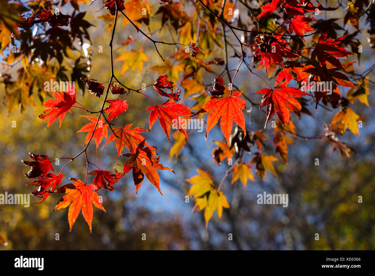 Autumn colors of maple leaves in backlit Stock Photo - Alamy