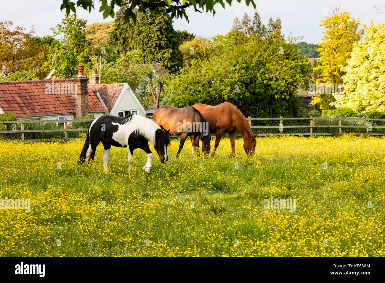 Three horses wander through a field of buttercups on the outskirts of ...