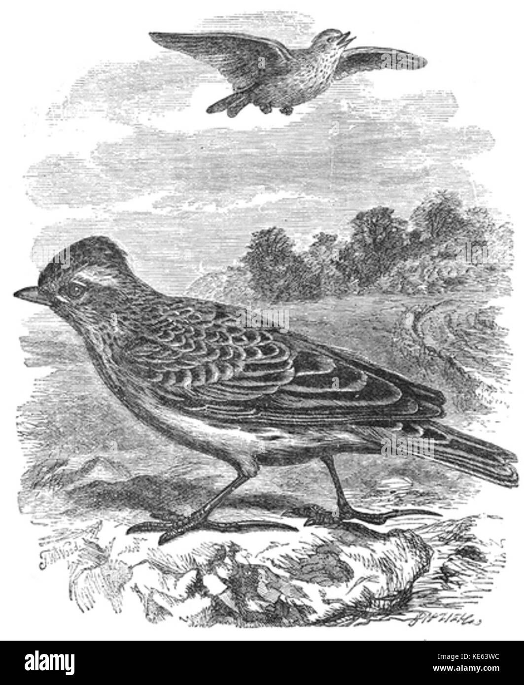 Vintage Skylark Drawing Stock Photo - Alamy