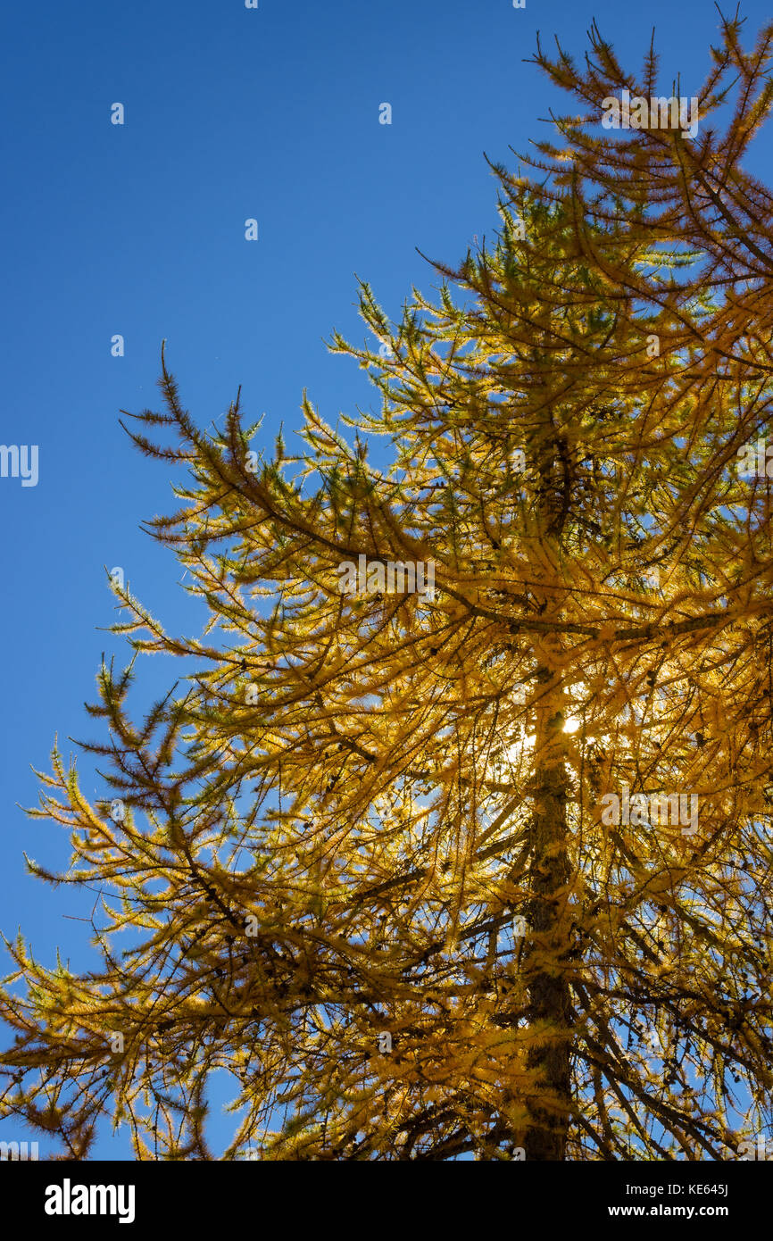 Fall colors in high mountain. Autumn foliage of larch trees with blue ...