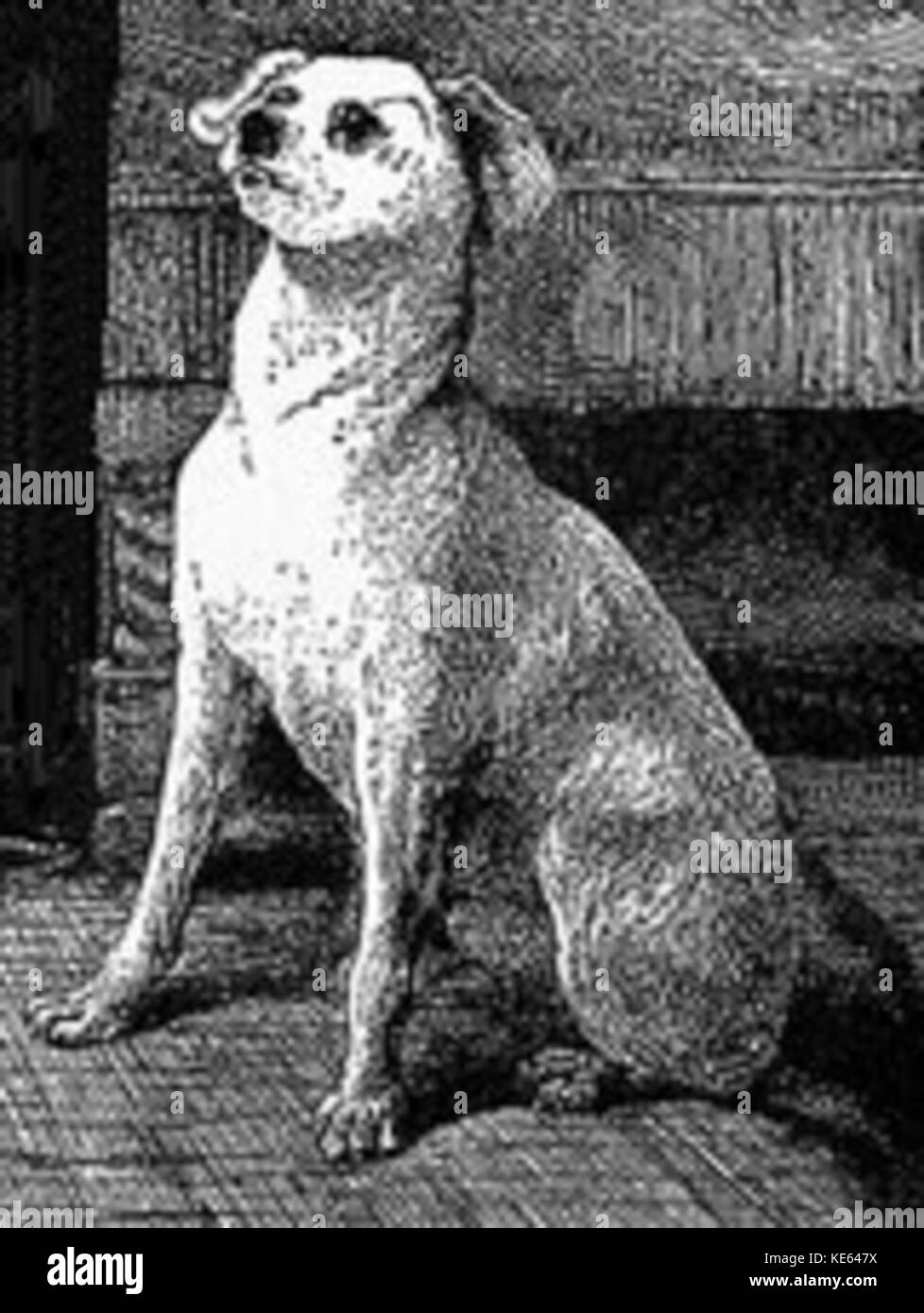 Dog pencil Black and White Stock Photos & Images - Alamy