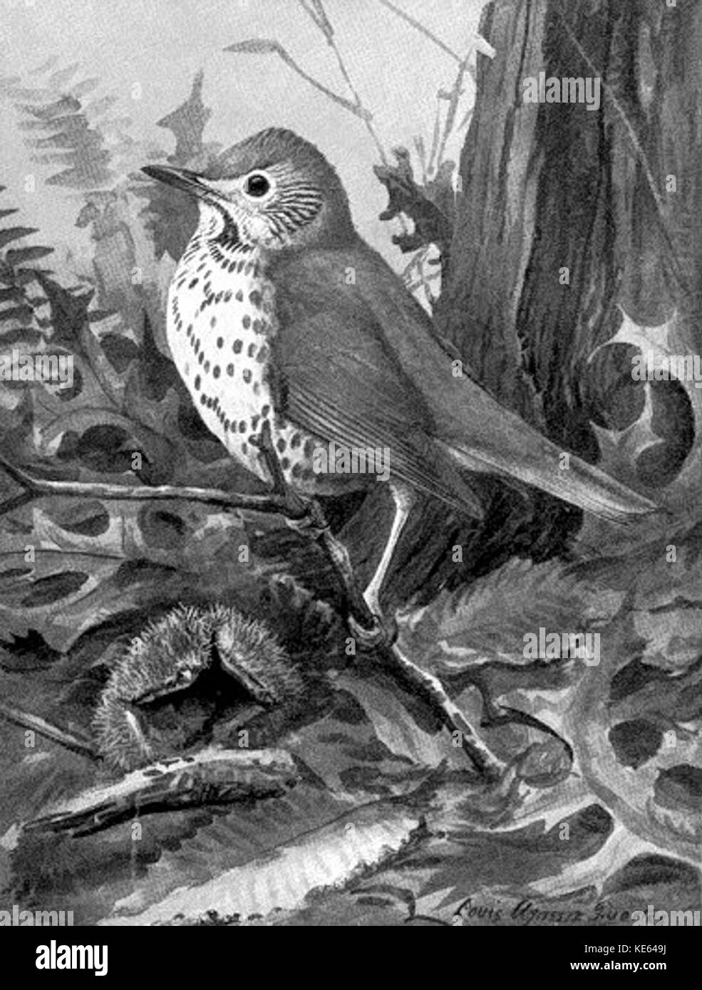 Wood thrush Black and White Stock Photos & Images - Alamy