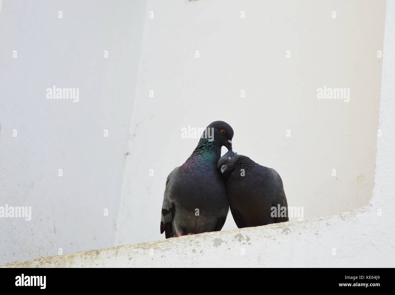 Pigeon flying wall animal wildlife hi-res stock photography and images ...