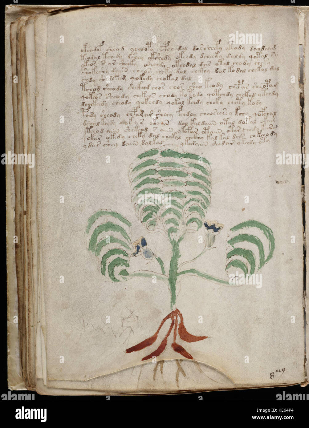 Voynich Manuscript (120 Stock Photo - Alamy