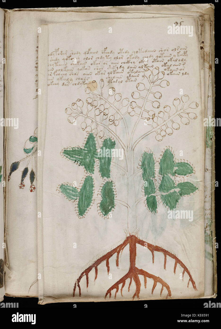 Voynich codex hi-res stock photography and images - Alamy