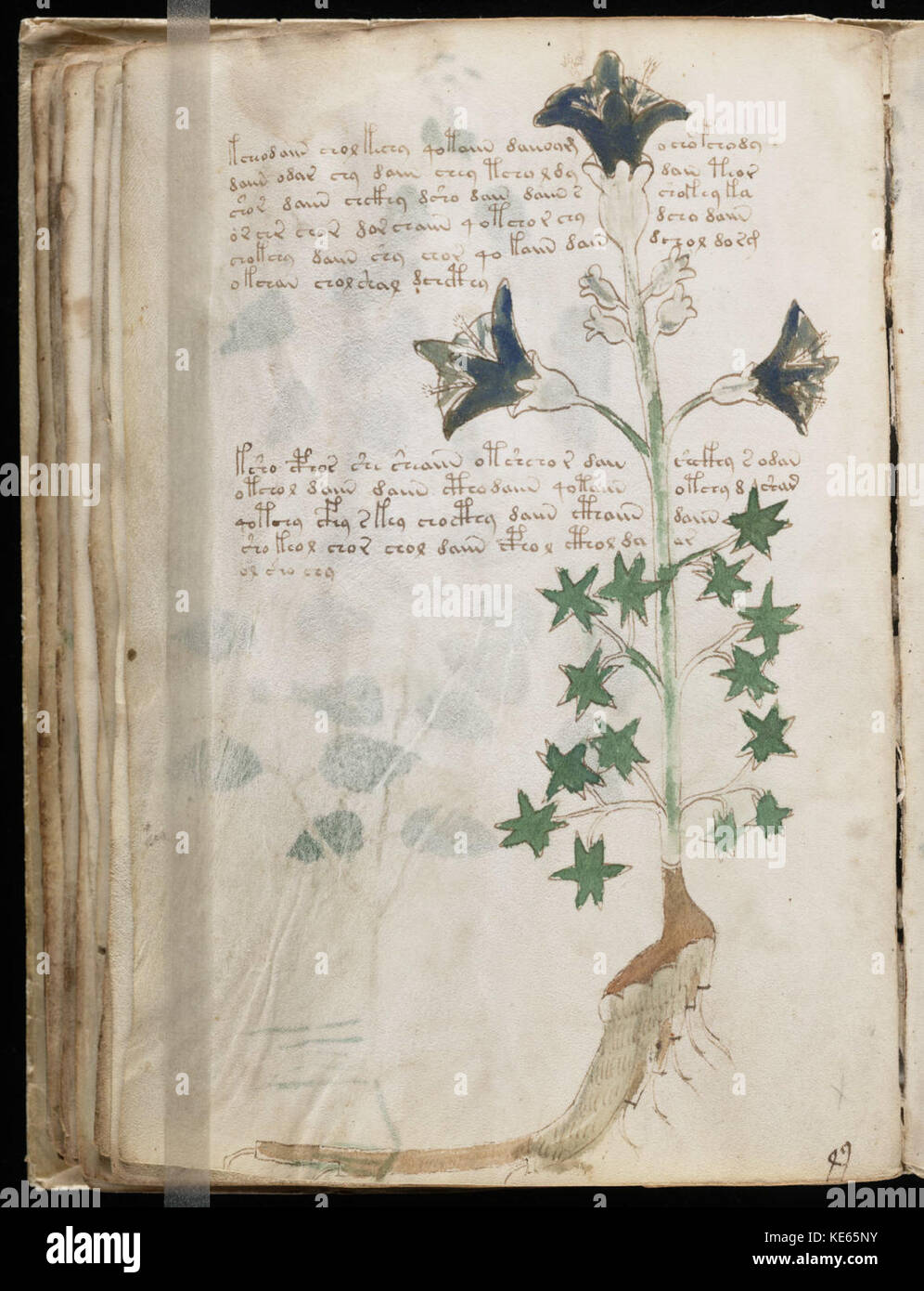Voynich codex hi-res stock photography and images - Alamy