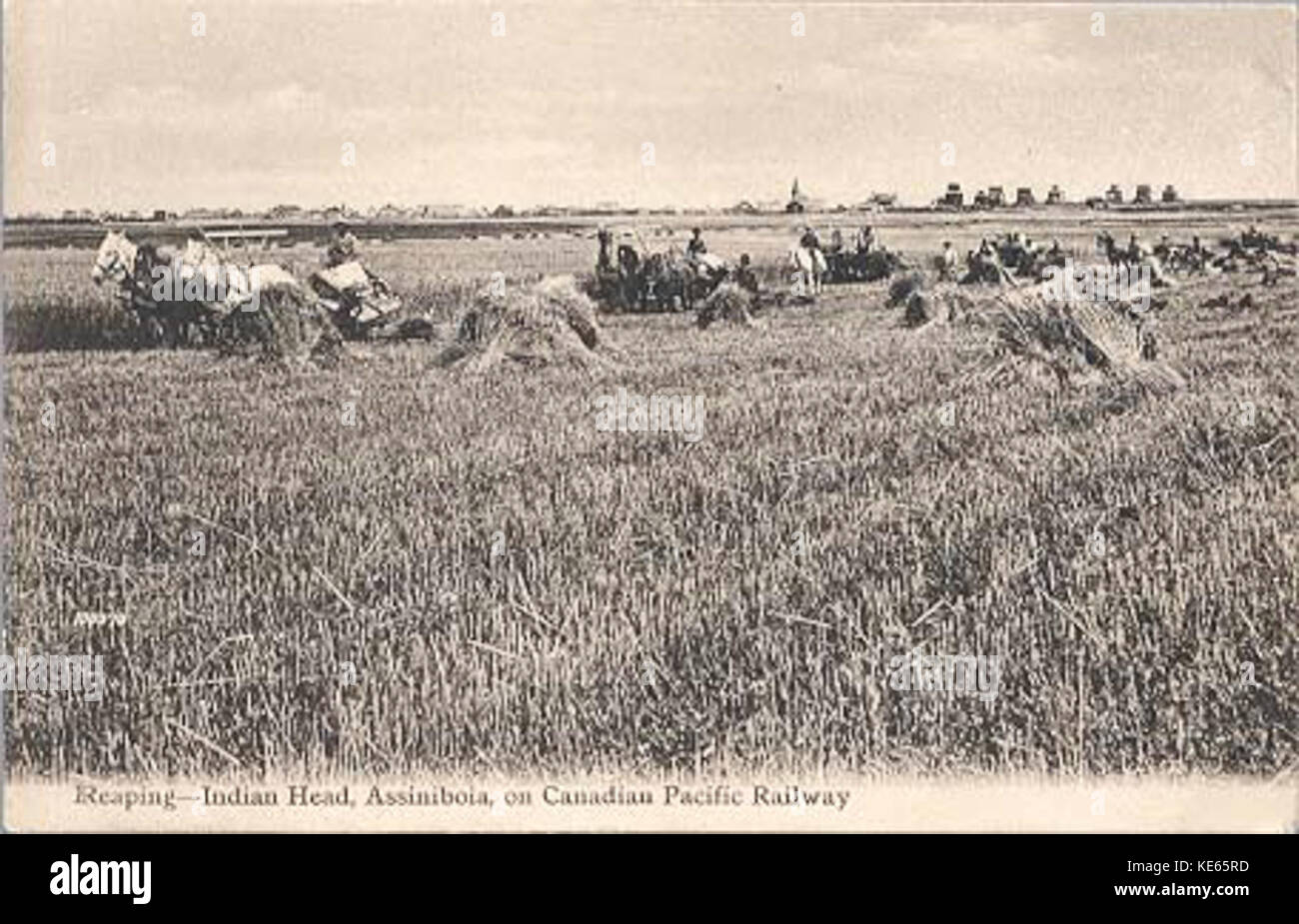 A scene of reaping in Indian Head, Assiniboia, showcasing agriculture ...