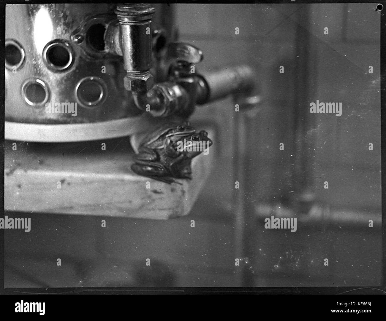 Wetlands frog Black and White Stock Photos & Images - Alamy