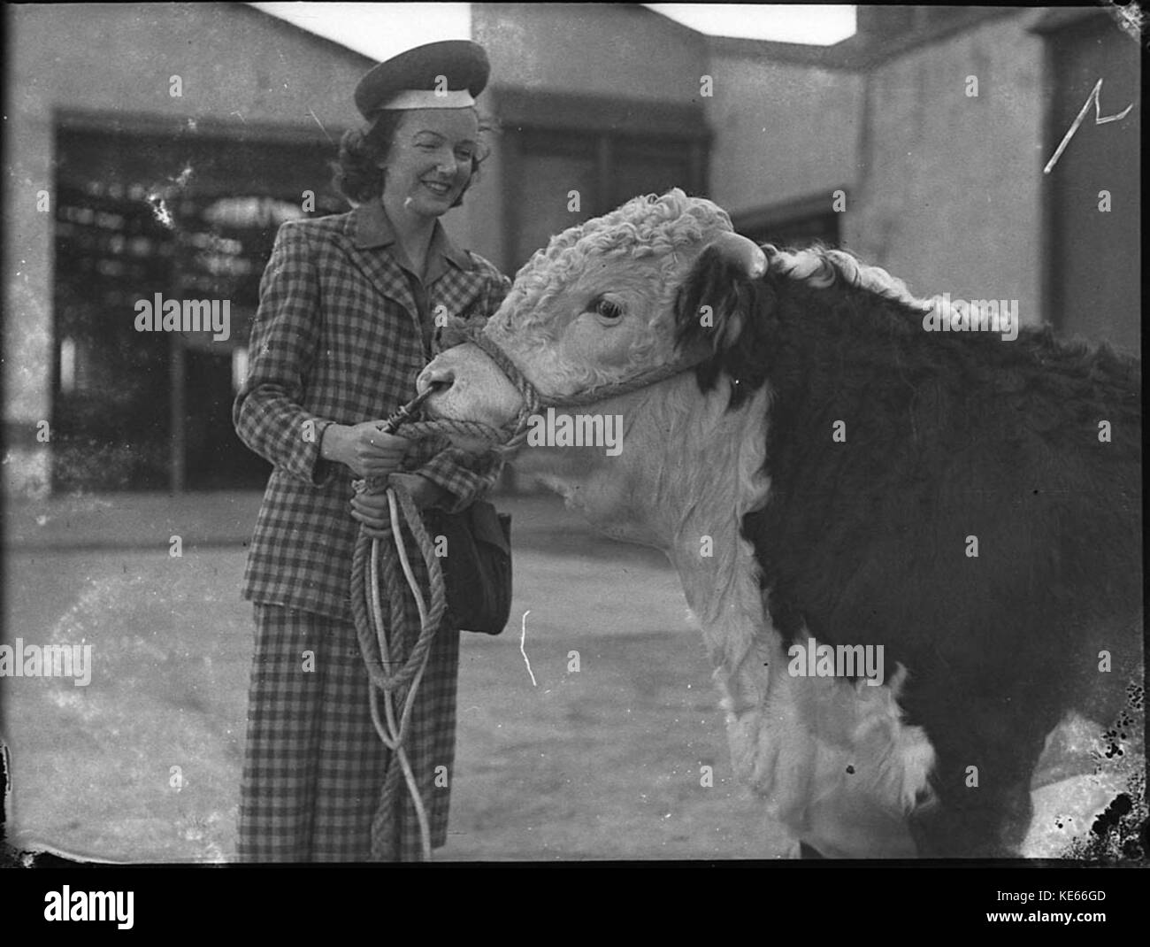 28329 Cattle sales Mrs HC McIntyre and friends Stock Photo - Alamy
