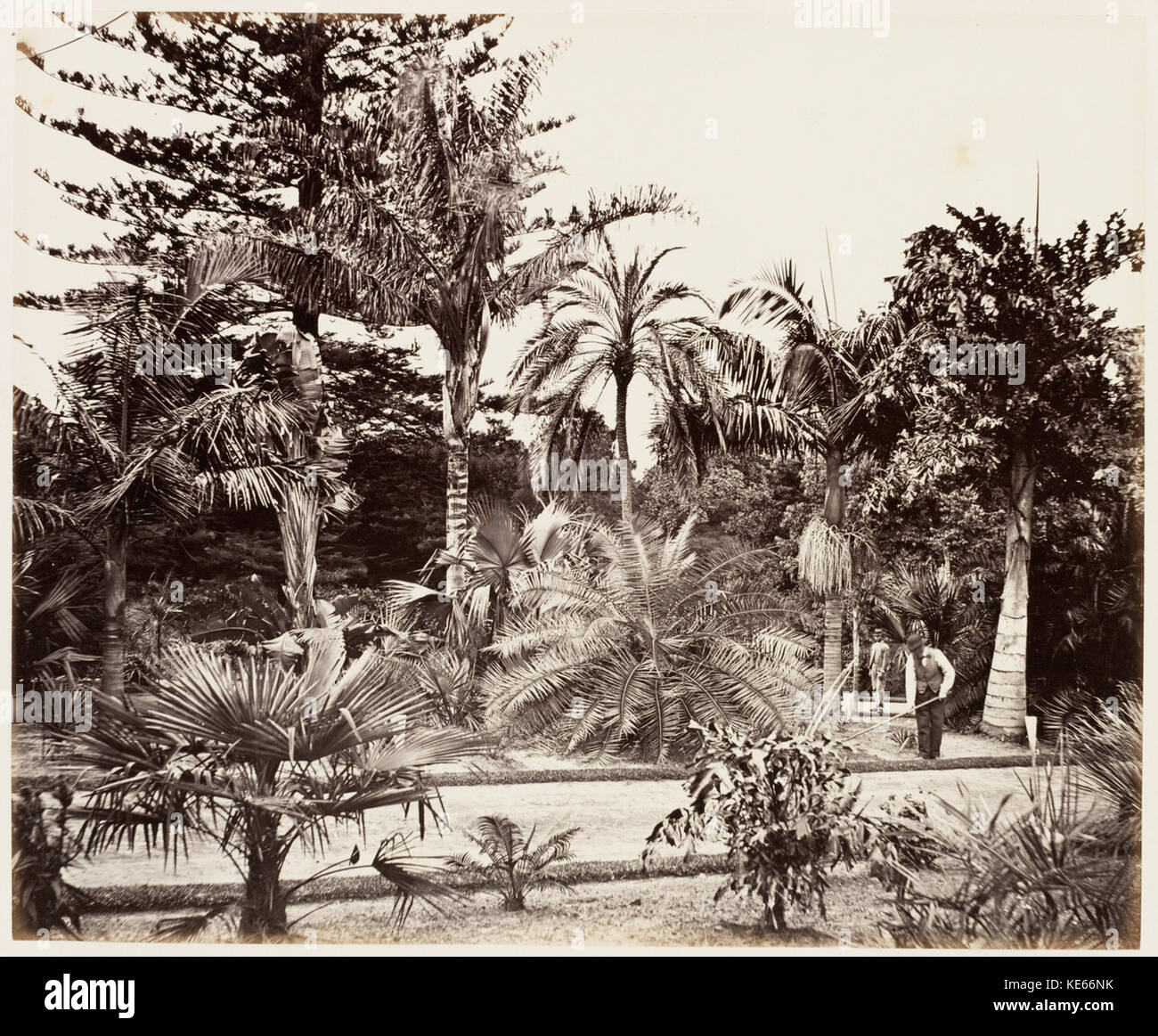 A photograph from the Botanic Gardens, featuring species cataloged with ...