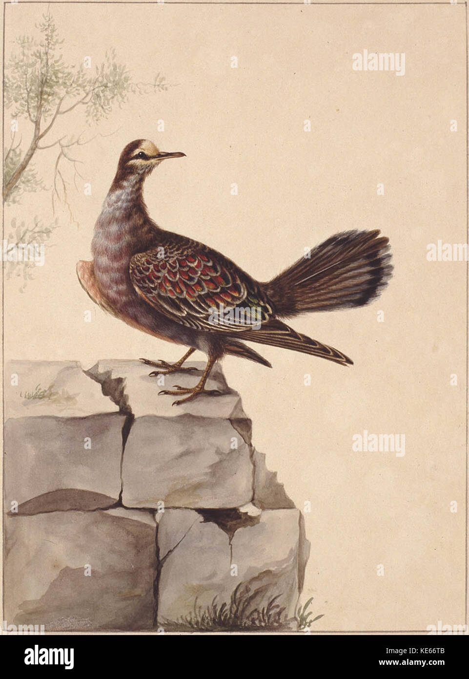 797155 f 15 Golden Winged Pigeon Stock Photo - Alamy