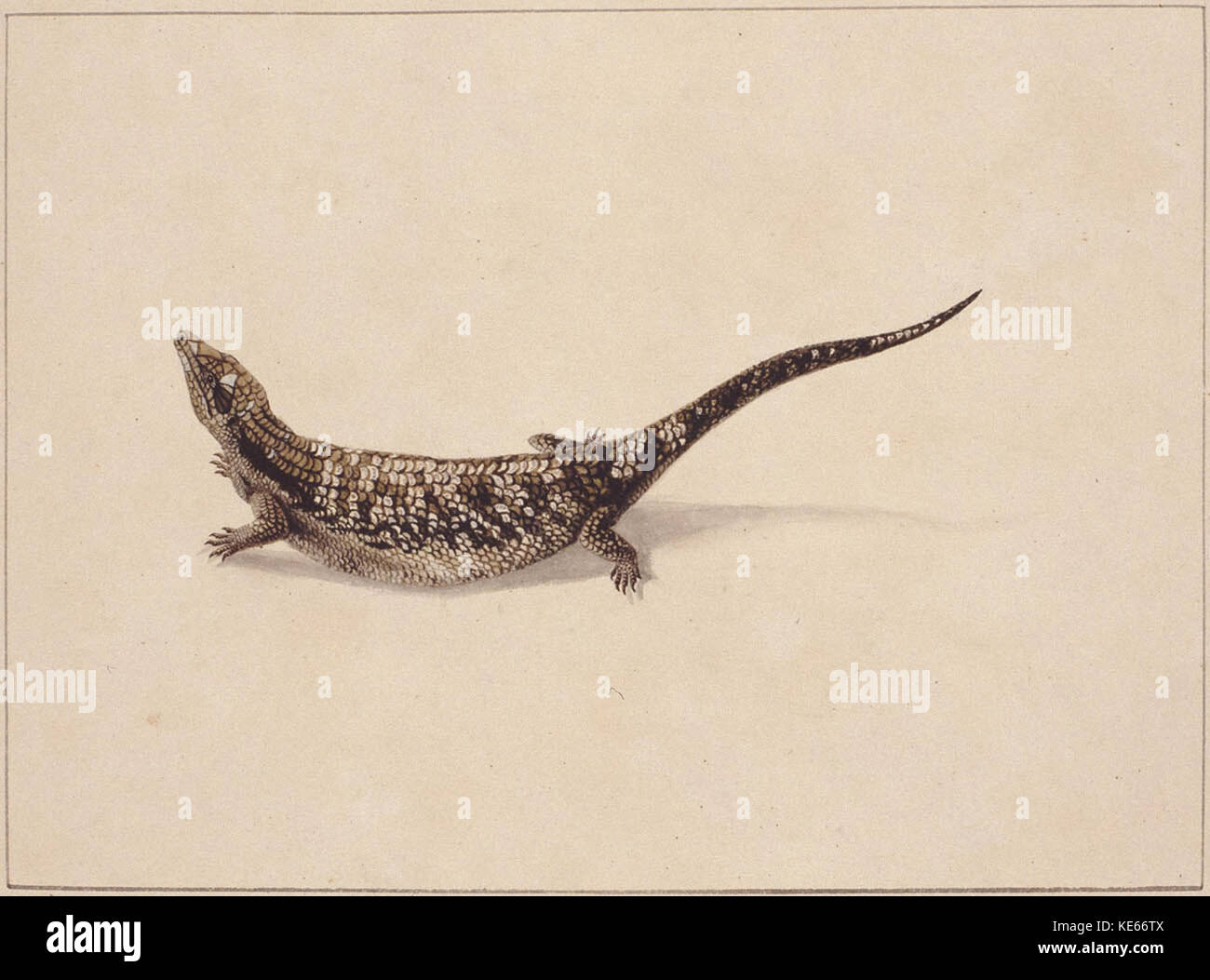 Scincoid hi-res stock photography and images - Alamy