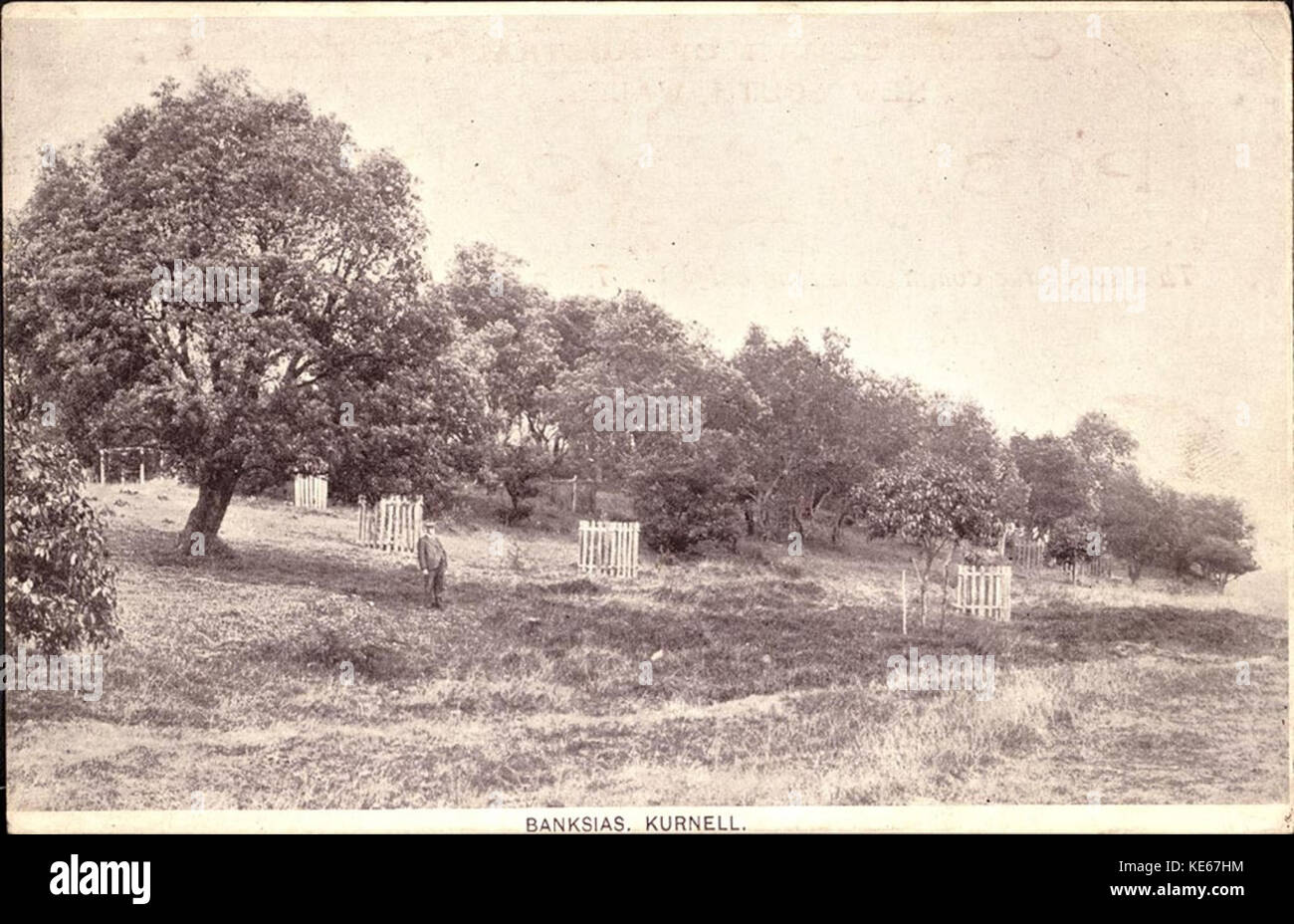 796489 Banksias Kurnell Stock Photo - Alamy
