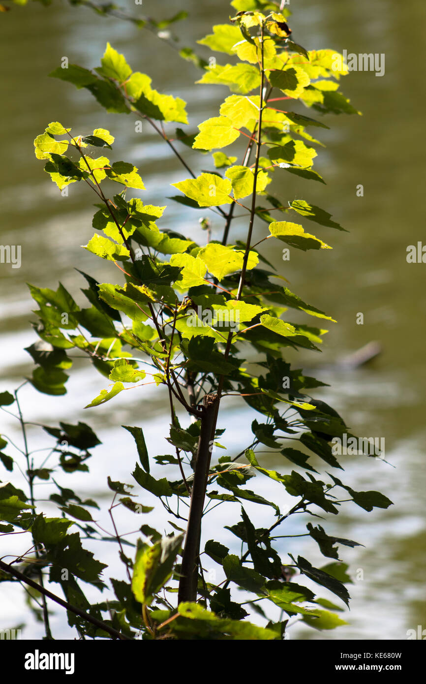 The simple things Stock Photo - Alamy