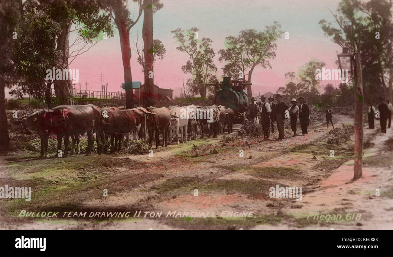 Australian bullock team hi-res stock photography and images - Alamy
