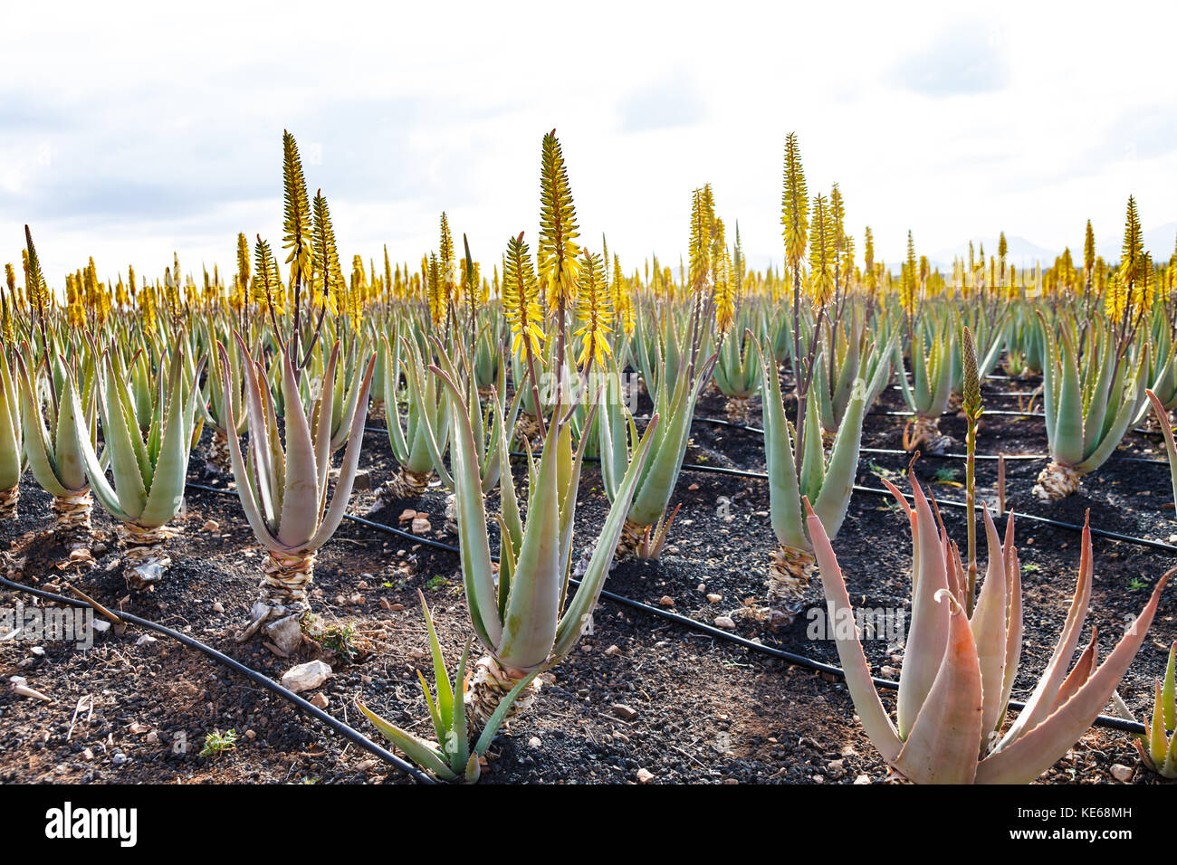 Aloe vera farm plantation Stock Photo - Alamy