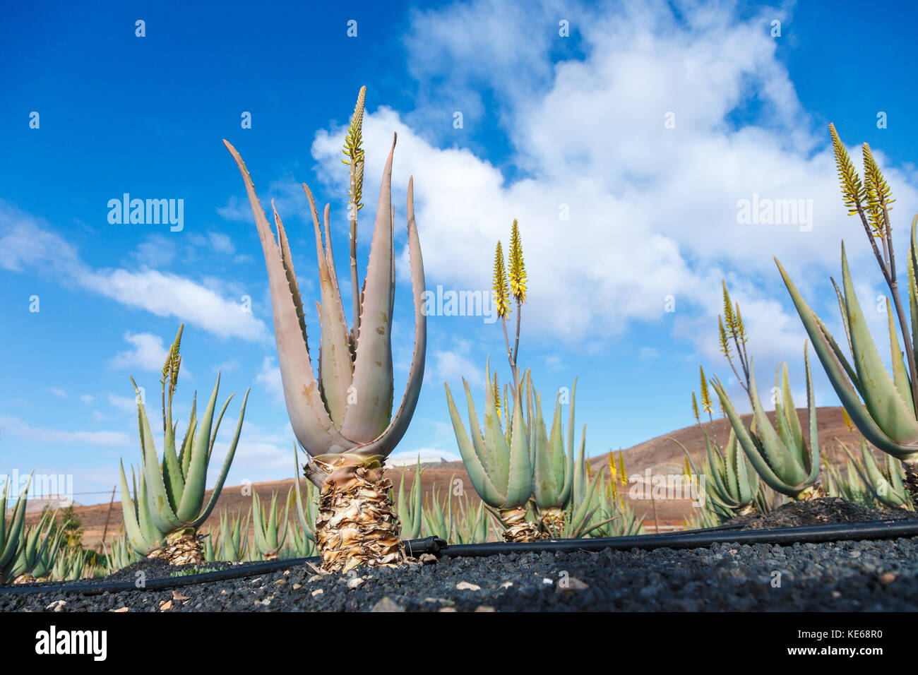 Aloe vera farm plantation Stock Photo - Alamy