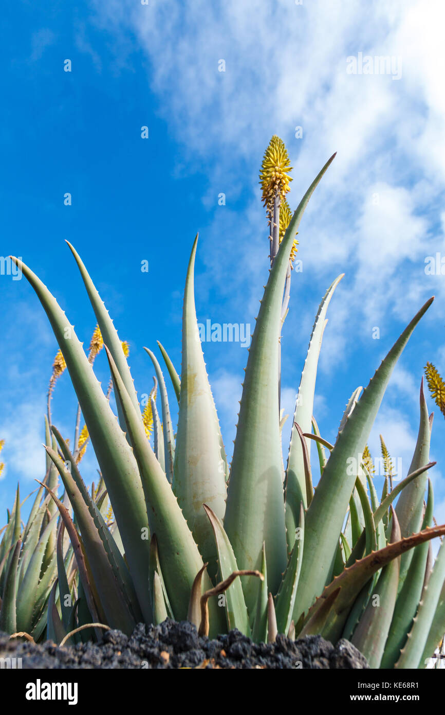 Aloe vera farm plantation Stock Photo - Alamy