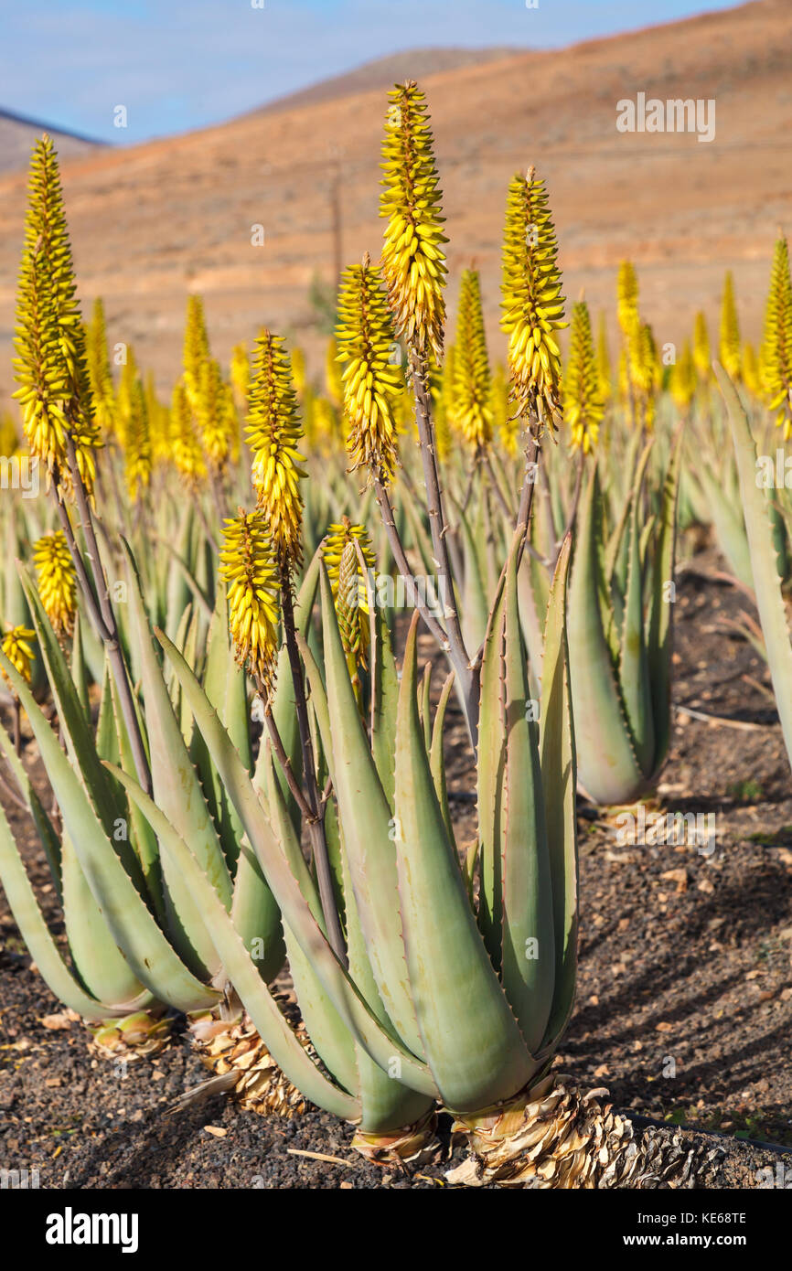 Aloe vera farm plantation Stock Photo - Alamy
