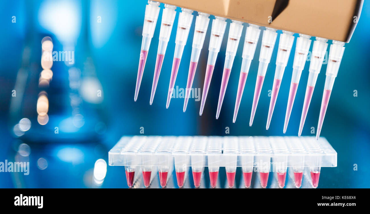 pcr polymerase chain reaction process Stock Photo - Alamy