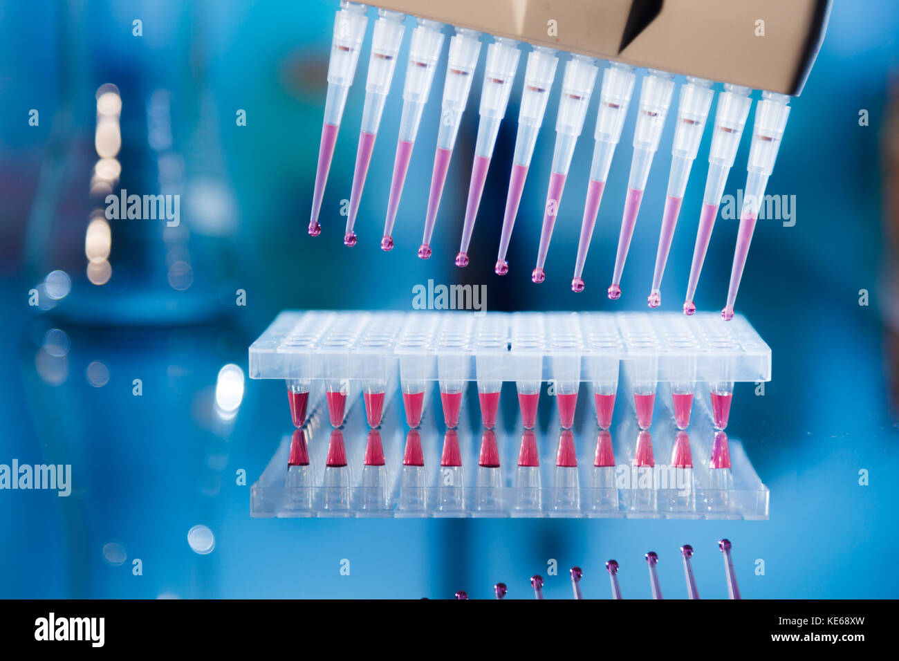 pcr polymerase chain reaction process Stock Photo - Alamy