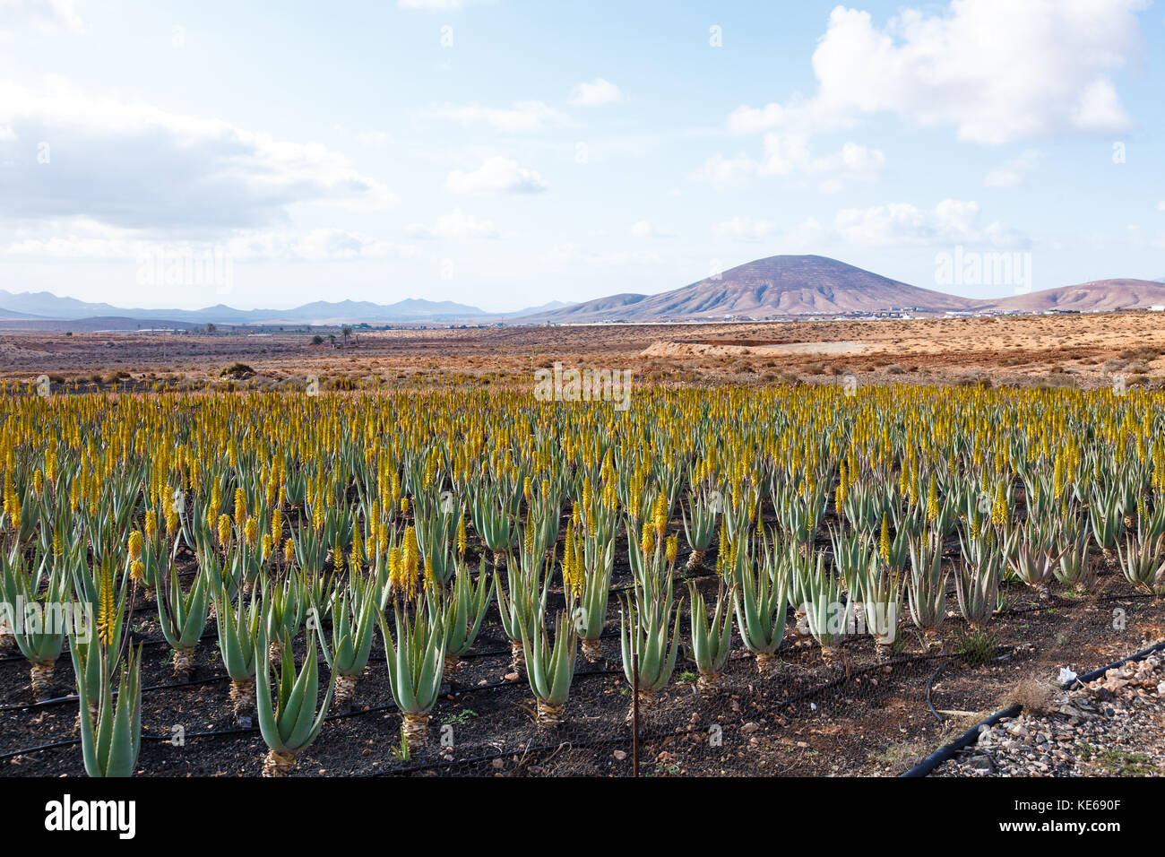 Aloe vera farm plantation Stock Photo - Alamy