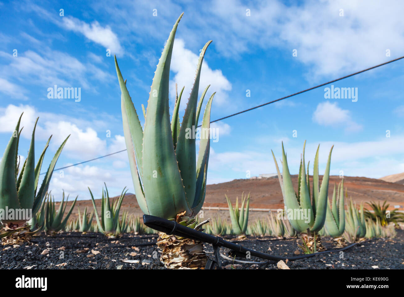 Aloe vera farm plantation Stock Photo - Alamy