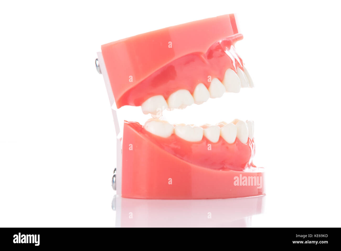 Human jawbone hi-res stock photography and images - Alamy