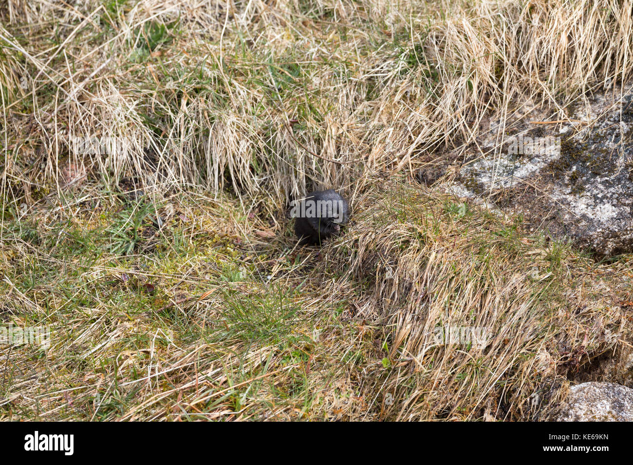 Rare black european water vole (Arvicola amphibius) in the Scottish ...