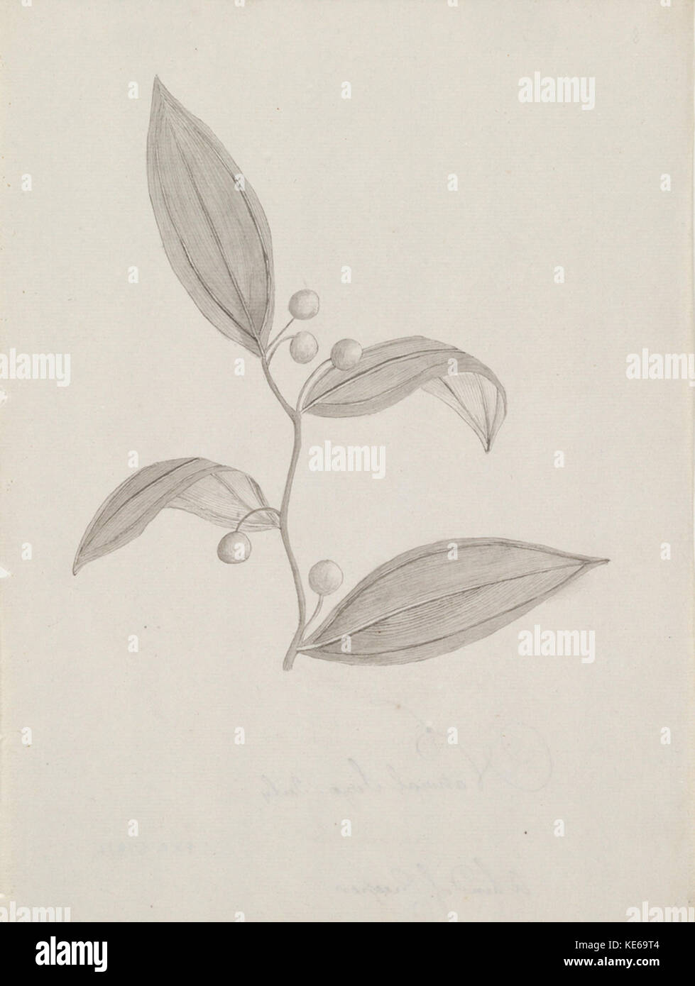 This illustration shows a 'creeper' plant from around 1797, providing ...