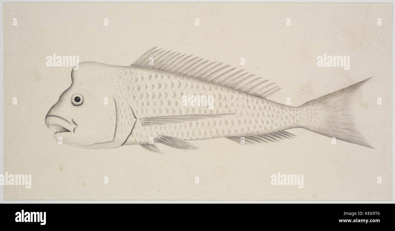 484876 18 Schnapper Stock Photo - Alamy