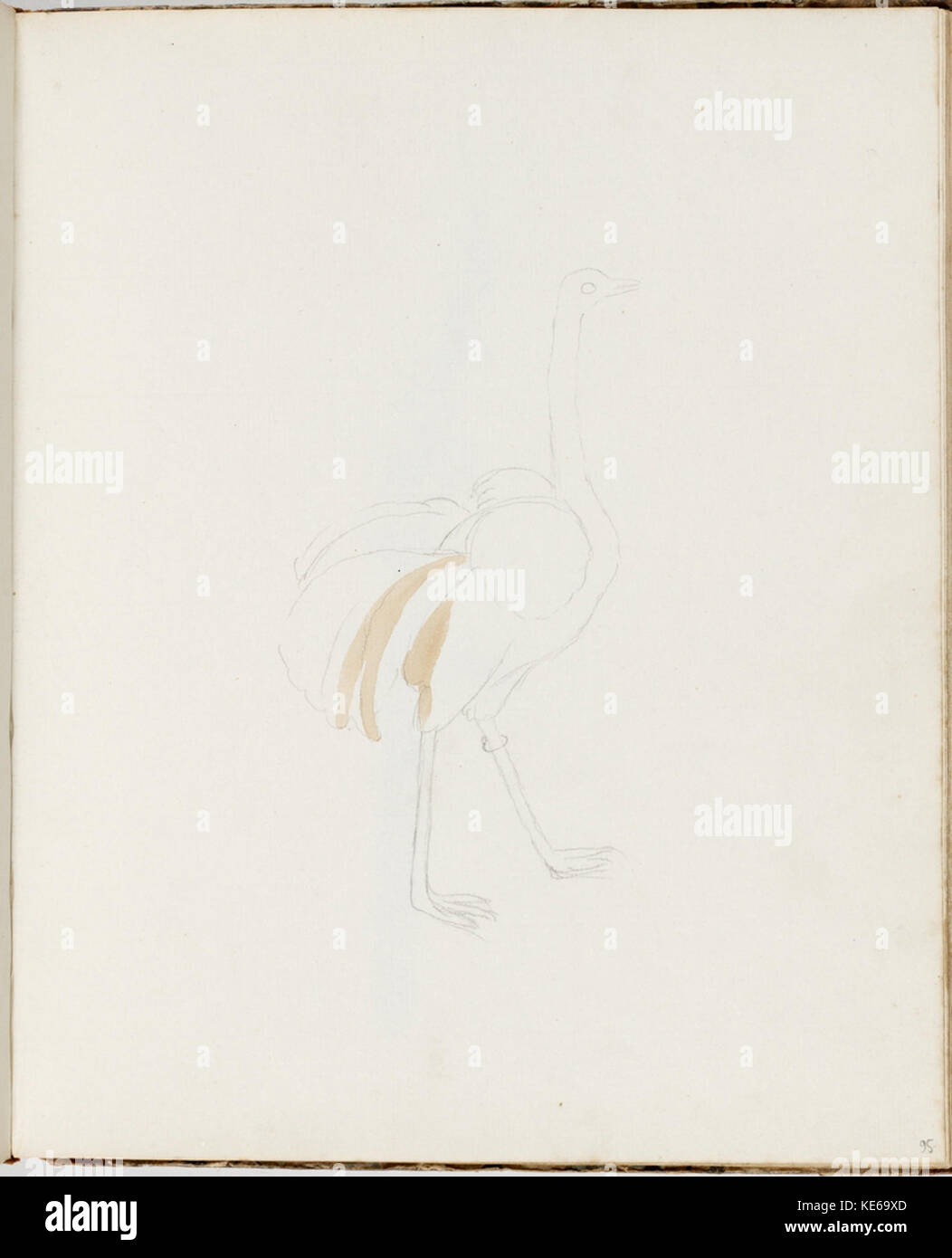This unfinished drawing of an ostrich features pencil and wash ...