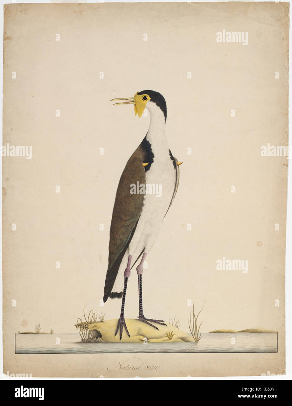 480132 Item 01 Masked lapwing ca 1792 Sydney Bird Painter Stock Photo ...