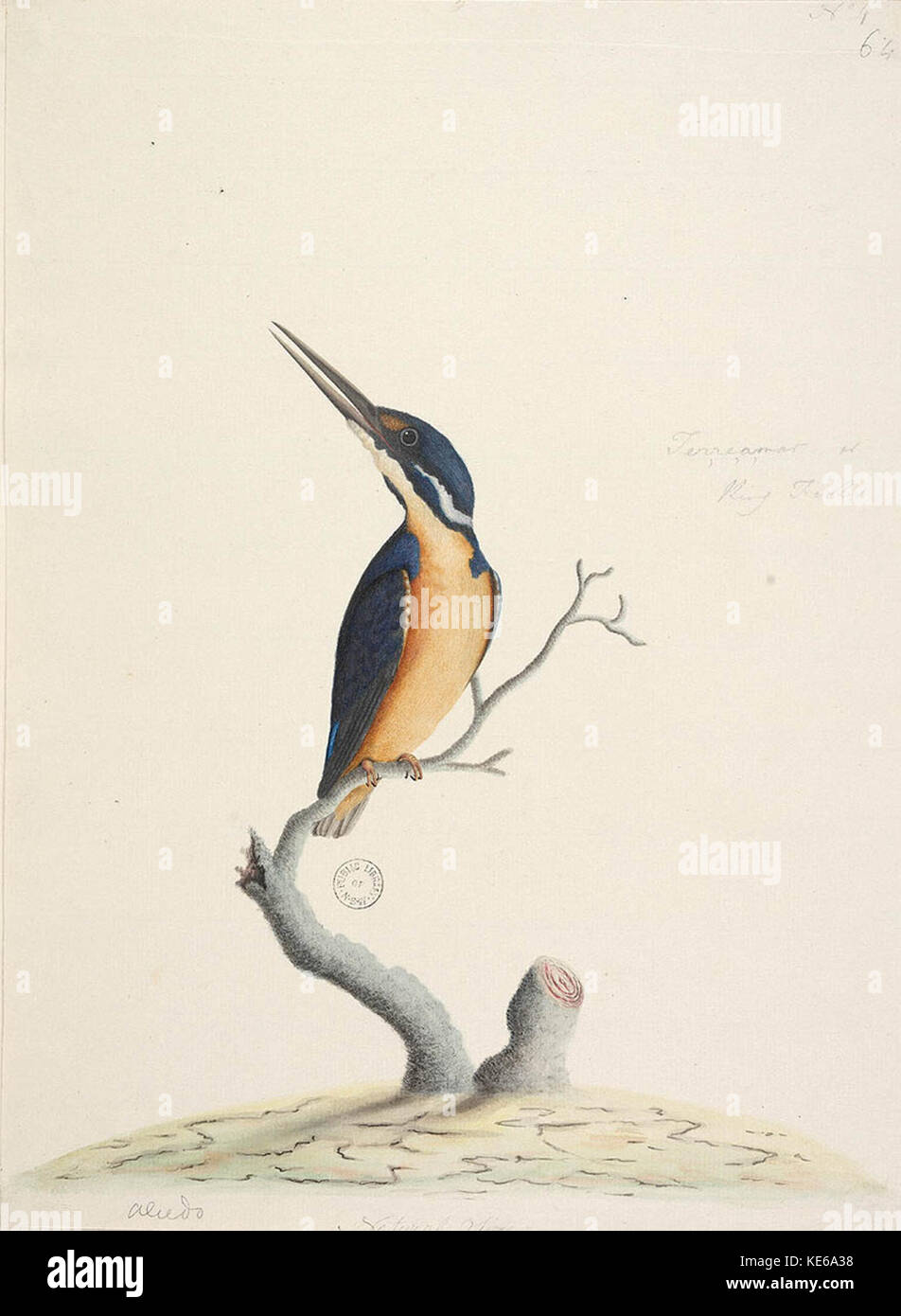 823125 f74 Azure Kingfisher Alcedo azurea Stock Photo - Alamy