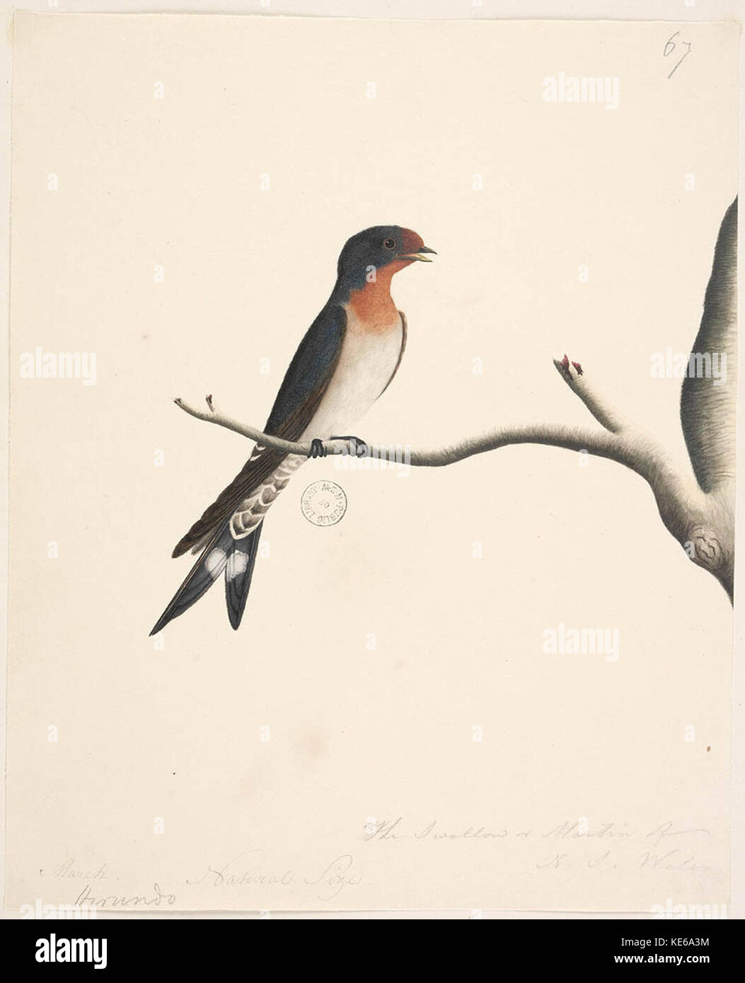 Welcome swallow new zealand hi-res stock photography and images - Alamy