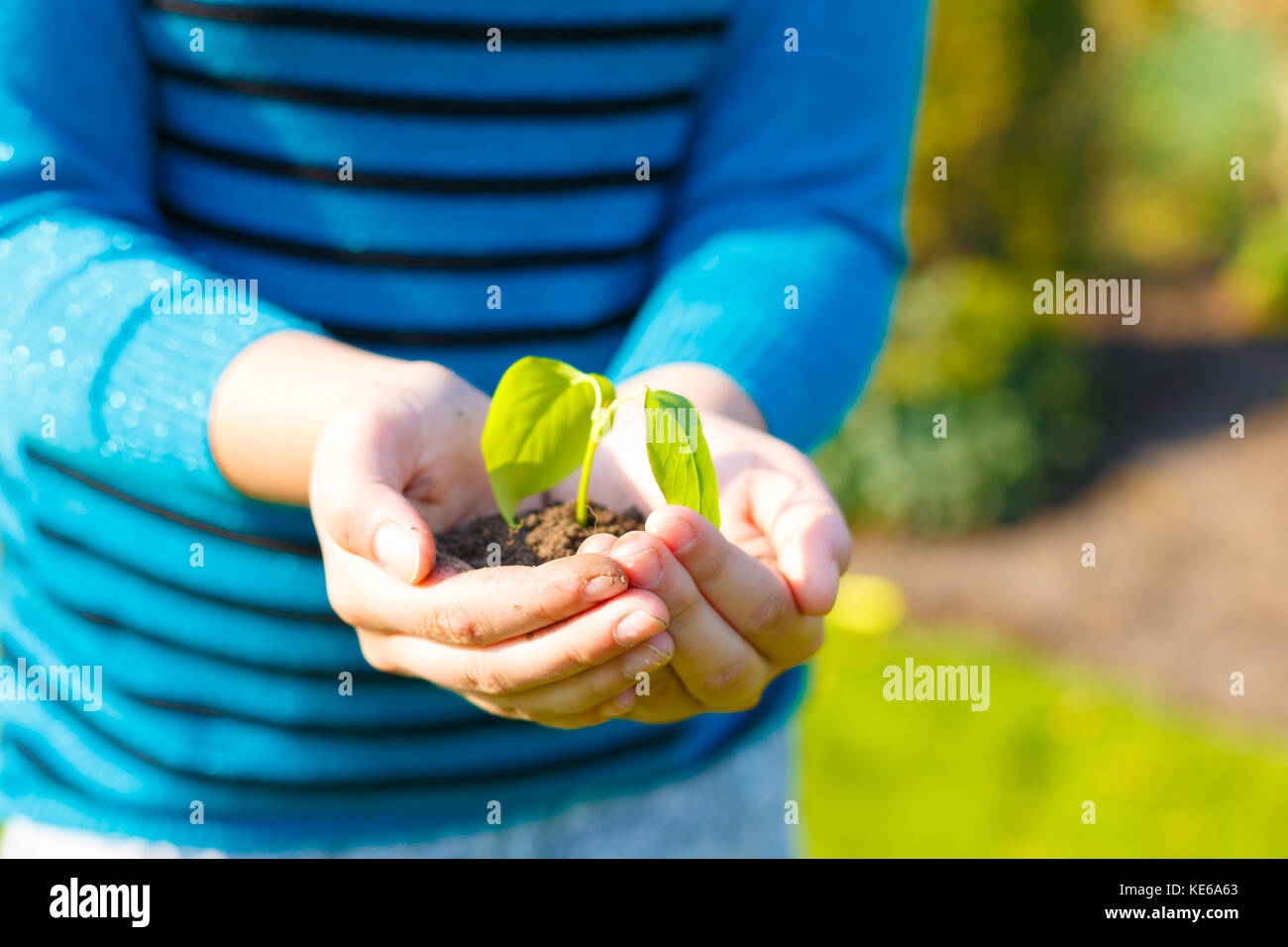 small green plant in girl hand Stock Photo - Alamy