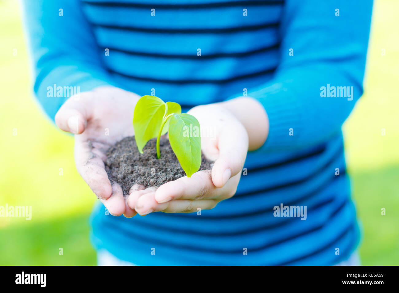 small green plant in girl hand Stock Photo - Alamy