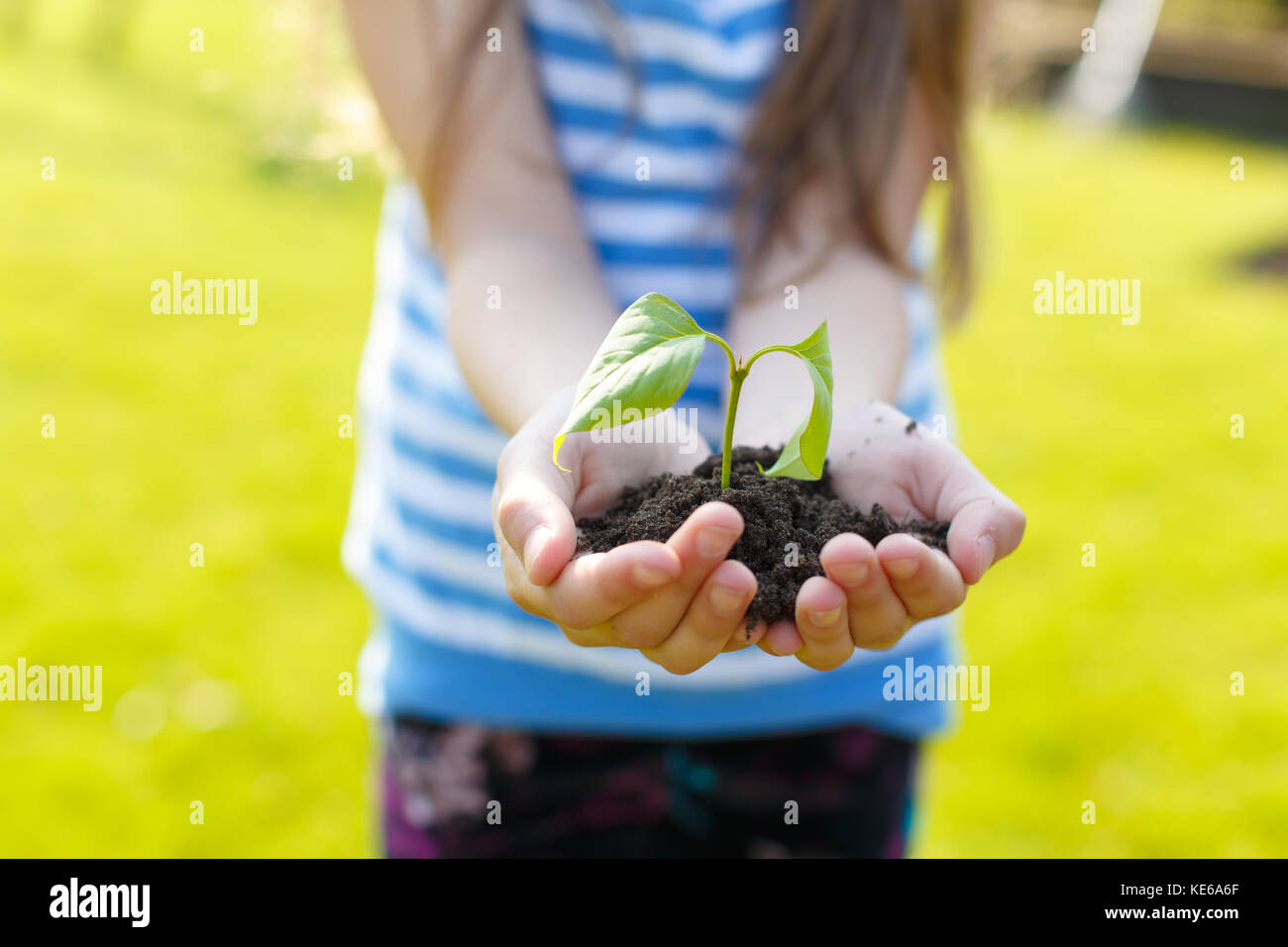 small green plant in girl hand Stock Photo - Alamy
