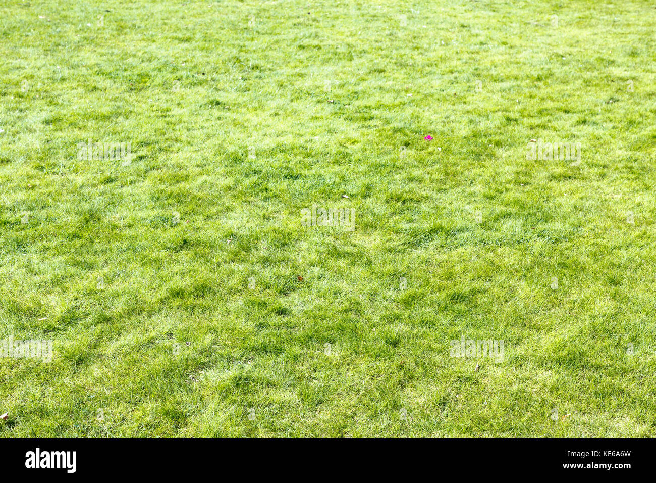 Field texture hi-res stock photography and images - Alamy
