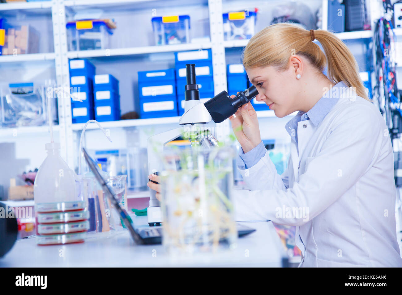 Experiment with genetically modified plants. Young woman laboratory ...