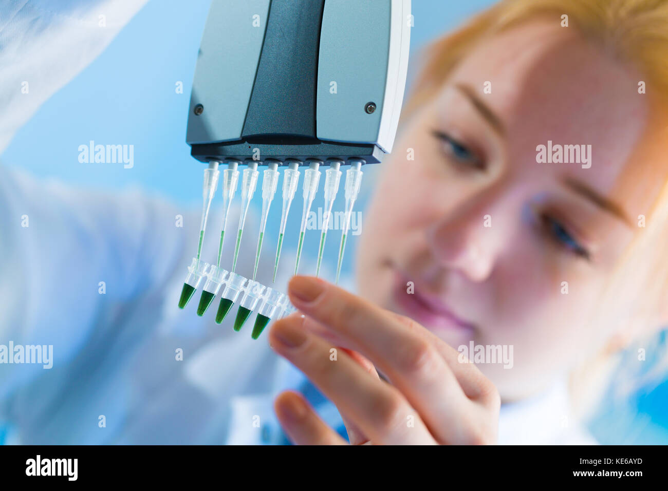 using a multi channel pipette for pcr processing in microbiological ...