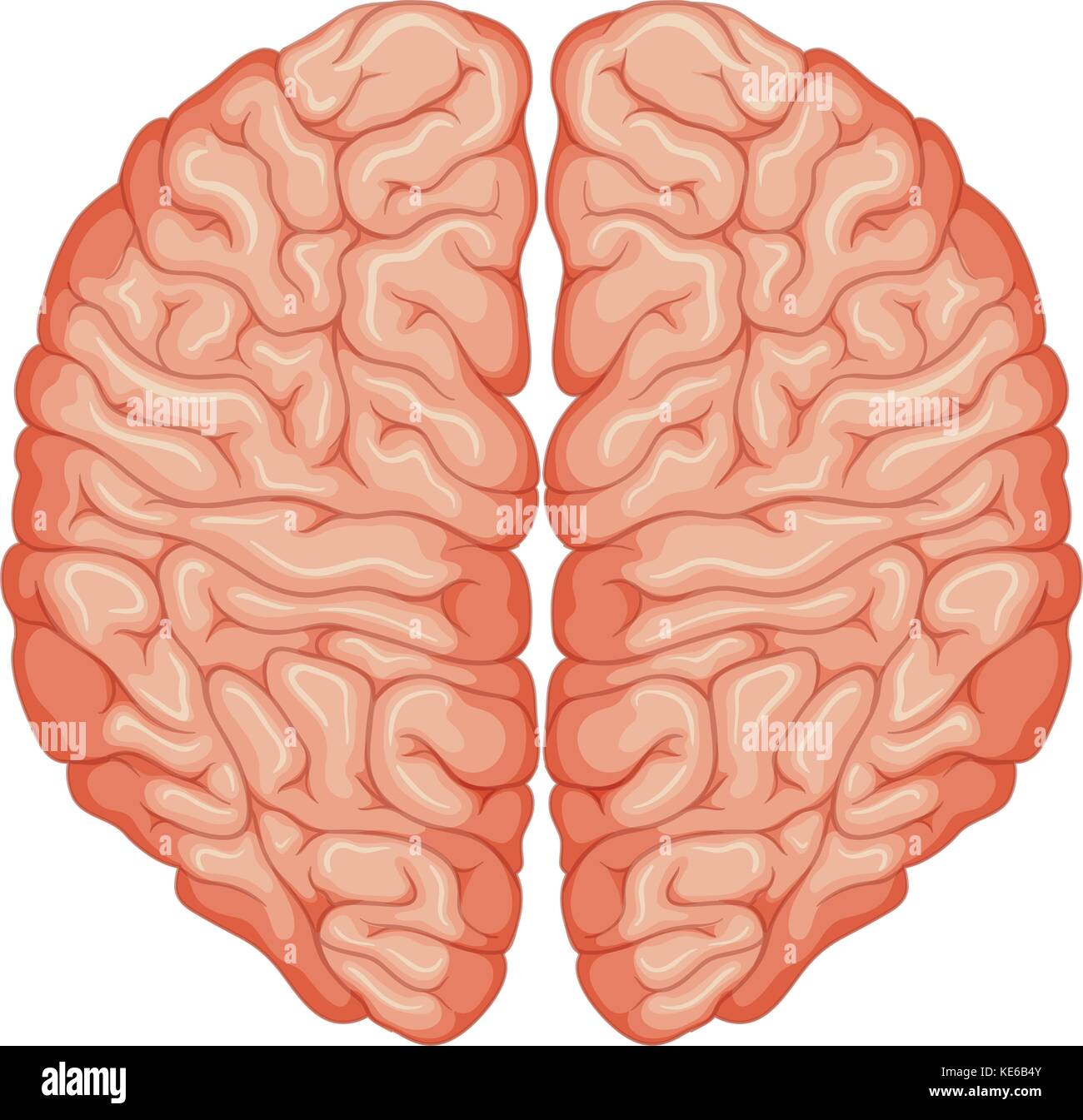 Brain Top View