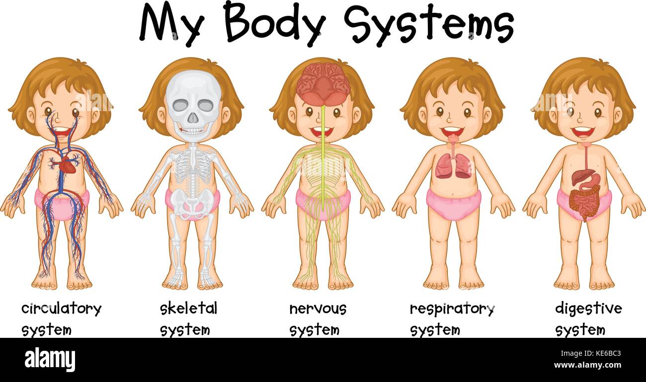 Different systems in human being illustration Stock Vector Image & Art ...